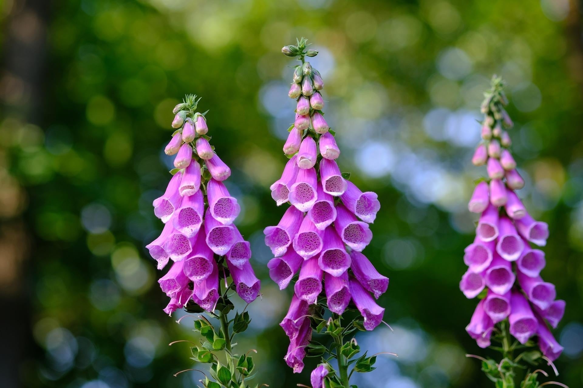 Fingerhut - Digitalis Purpurea – Mulder Retail B.V.