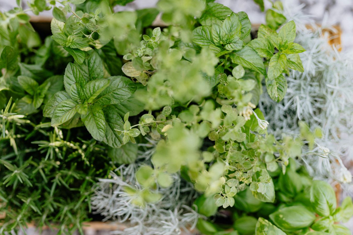Blumensamen kaufen bei Samendirekt.de – Mulder Retail B.V.