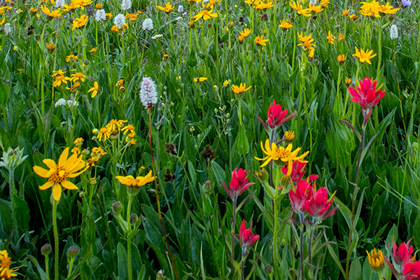 Blumensamen kaufen bei Samendirekt.de – Mulder Retail B.V.