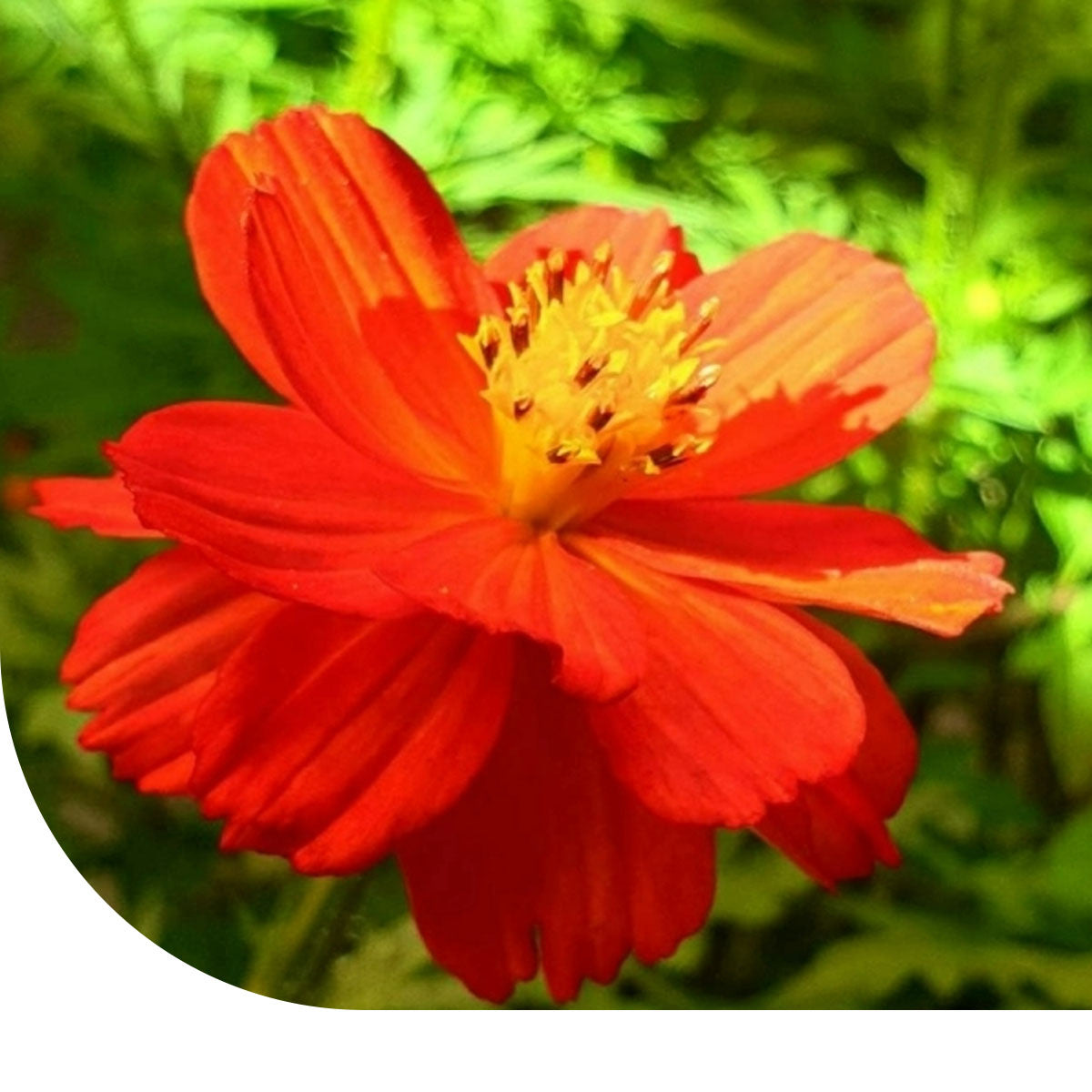 Schmuckkörbchen - Cosmos sulphureus ‘Sunny Red’ – Mulder Retail