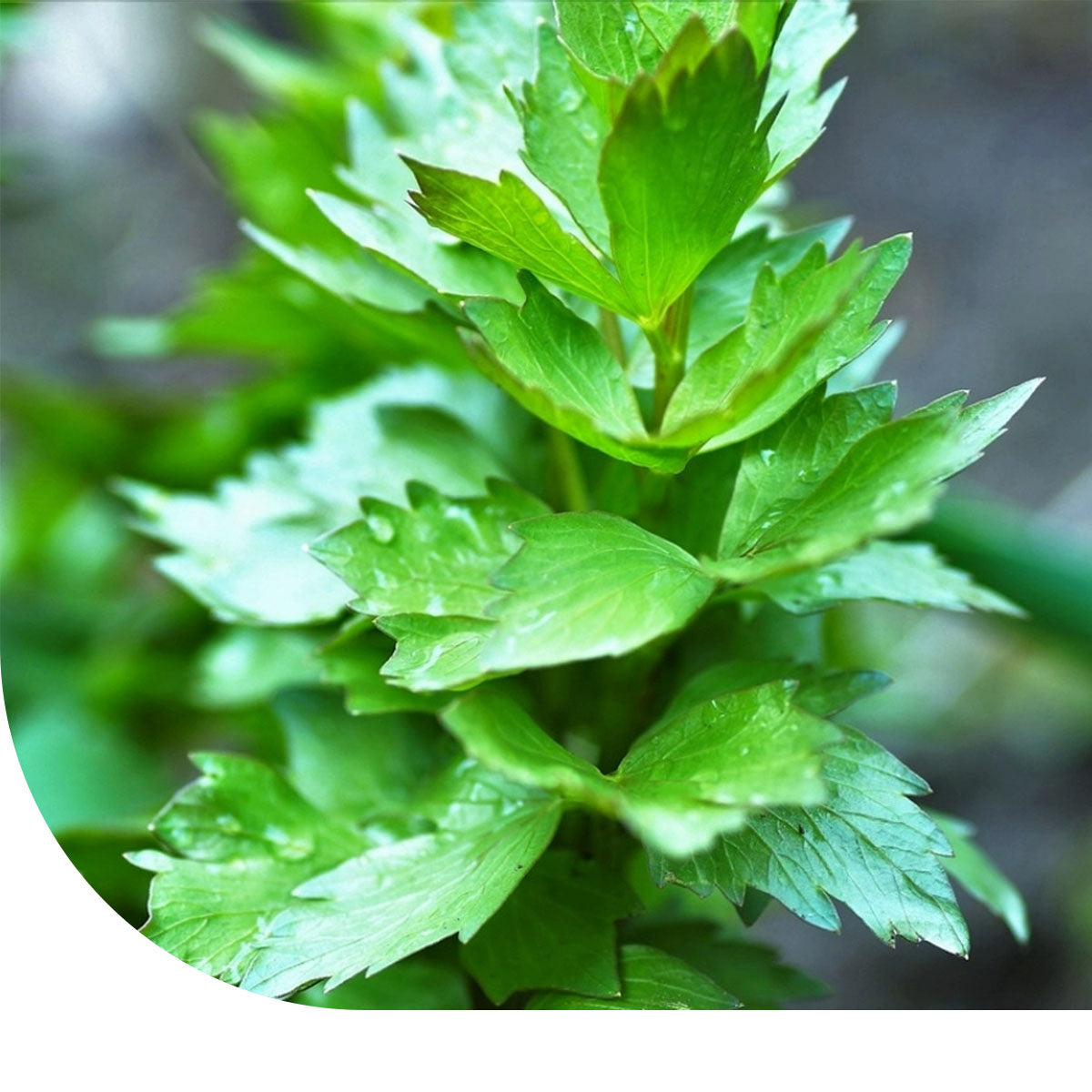 Liebstöckel (Maggikraut) - Levisticum officinale – Mulder Retail B.V.